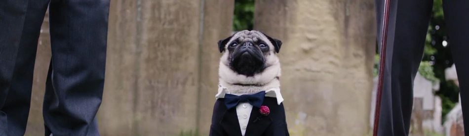 Patrick the Pug แพททริค ป่วนนะ ปั๊กปั๊ก - MONO29 TV Official Site